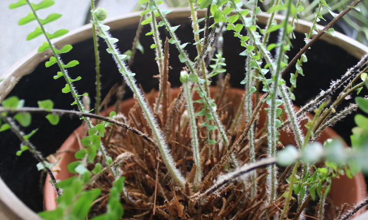 Botanical Nerd Word: Stipe - Toronto Botanical Garden