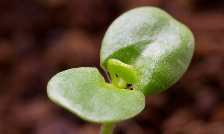 Botanical Nerd Word: Plumule - Toronto Botanical Garden