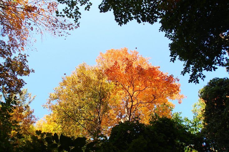 Fall Colours in October - Toronto Botanical Garden