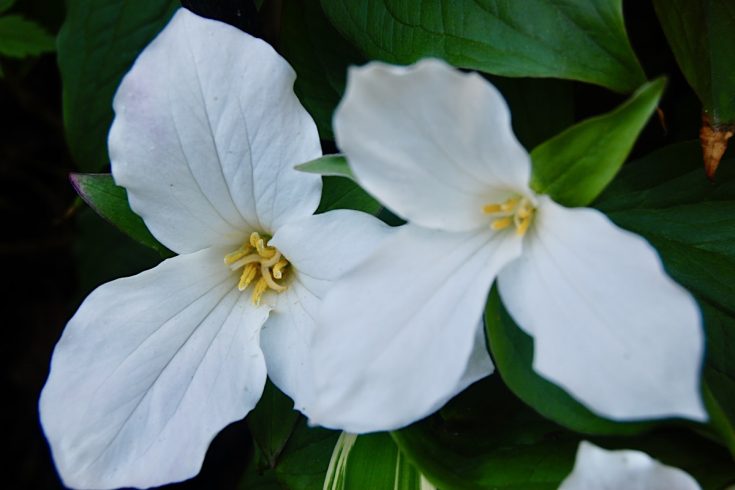 ONLINE: Why You Need Native Plants and Why Native Plants Need You ...