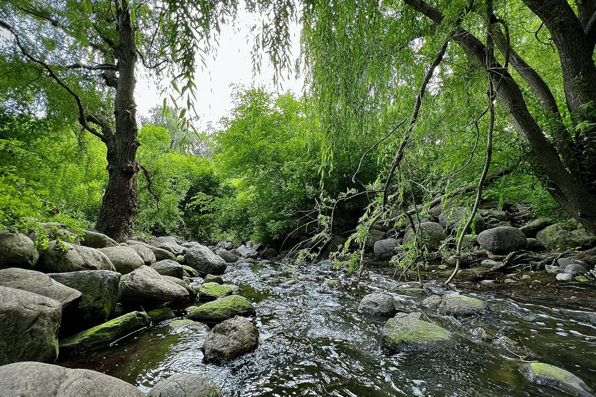 Celebrate Toronto’s Ravines - Toronto Botanical Garden