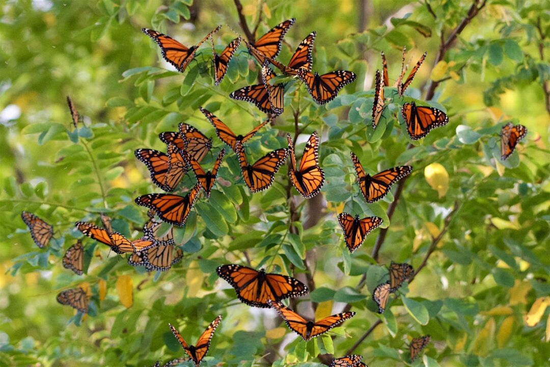 From Milkweeds to Monarchs - Toronto Botanical Garden