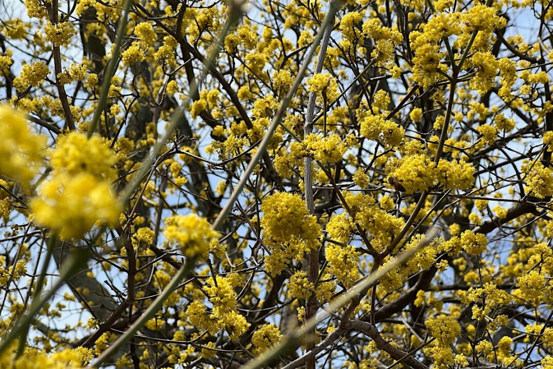 Forest Bathing at the Garden - Toronto Botanical Garden